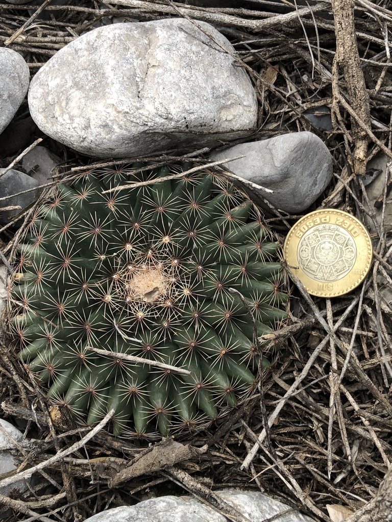 little nipple cactus in December 2023 by Diego Ignacio Uribe Peña ...