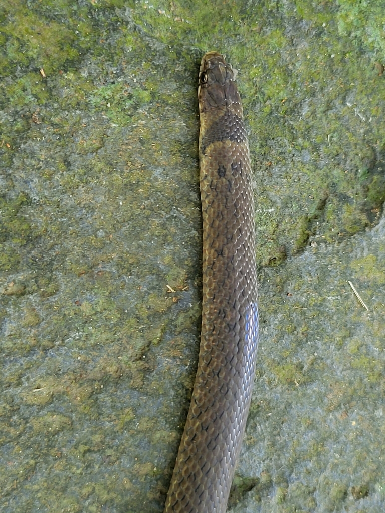 Chinese Mountain Snake from 111台灣台北市士林區菁山里 on October 14, 2024 at 10:33 ...