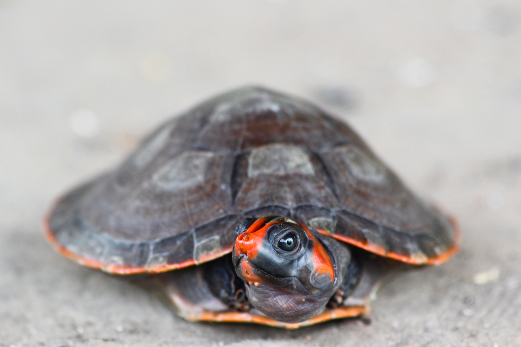 Red-headed Amazon River Turtle in November 2015 by Jessica dos Anjos ...