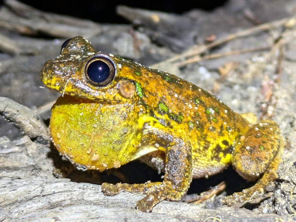 Tyler's Laughing Tree Frog in October 2024 by soggyboots. Near an ...