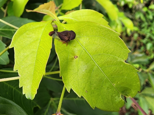 Lycoderes mitrata · iNaturalist United Kingdom