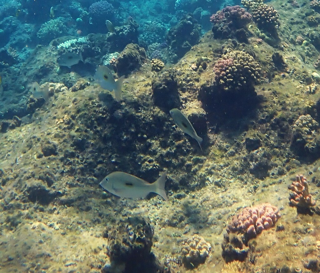 Thumbprint Emperor from Marsa Shagra Halaib W Shalatin، 22km North ...