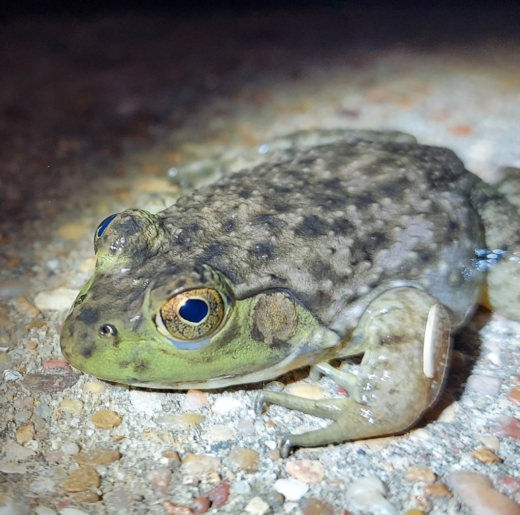 American Bullfrog from Lake Charles, LA 70607, USA on December 12, 2020 ...