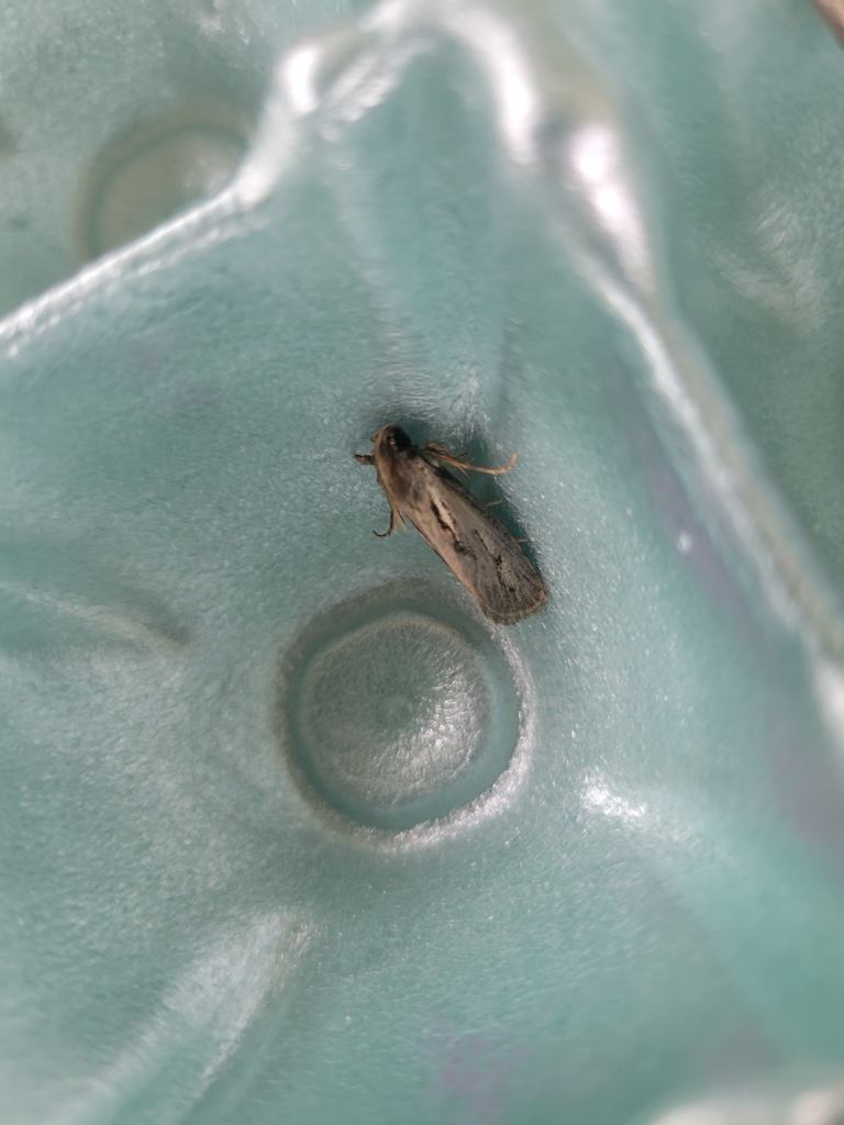 Clemens' Grass Tubeworm Moth from Calcasieu County, US-LA, US on ...
