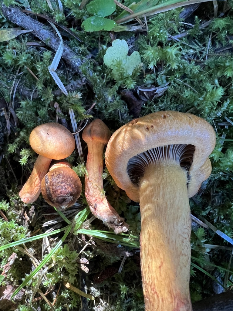 Woolly Pine Spike from Heyburn State Park, Plummer, ID, US on October ...