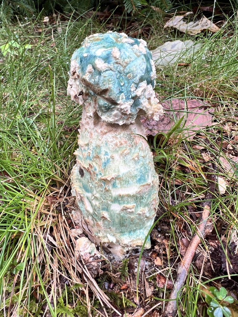 Hypocreaceae in August 2024 by Dave Webb. Hoping to identify the blue ...