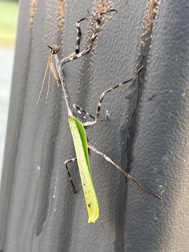 Texas Unicorn Mantis from W Corral Ave, Kingsville, TX, US on October ...