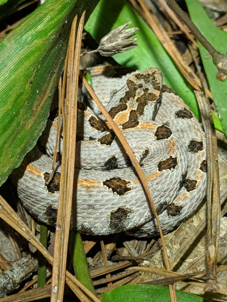 Western Pygmy Rattlesnake in July 2019 by Steve Coleman · iNaturalist