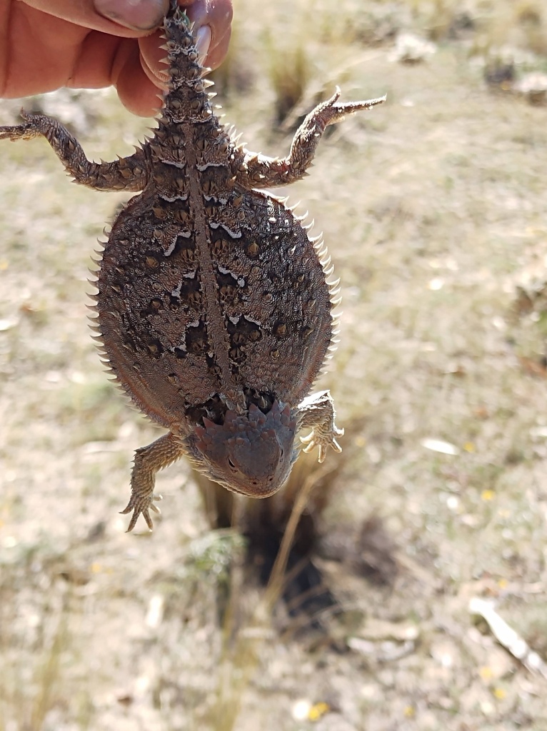 Mountain Horned Lizard from Hidalgo, Iztapalapa, CDMX, MX on November 2 ...