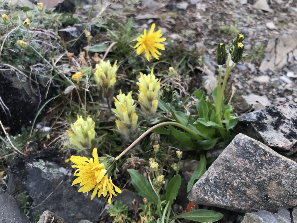 Alaska Dandelion from Kluane National Park and Reserve, , YT, CA on ...