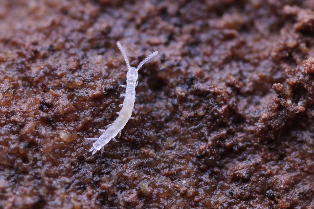 Scolopendrellidae from 潼南 on October 15, 2024 at 10:34 AM by Spark ...