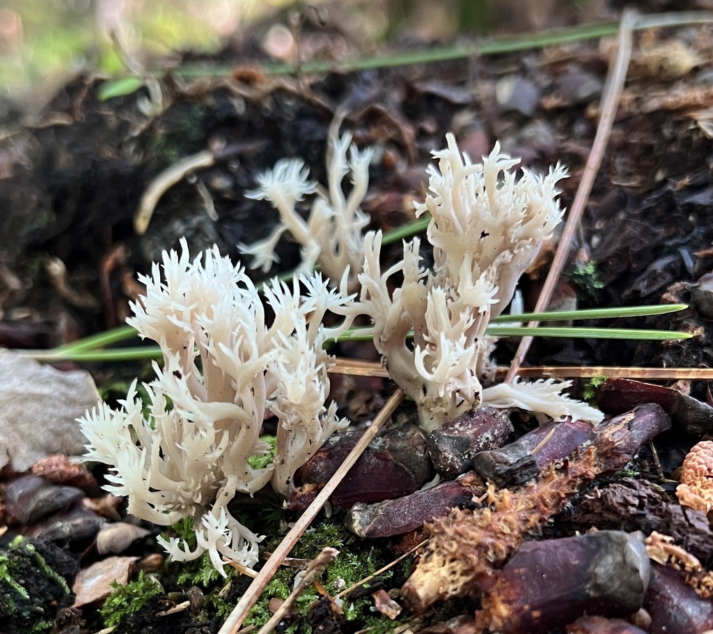White Coral Fungus from Northern Highland American Legion State Forest ...