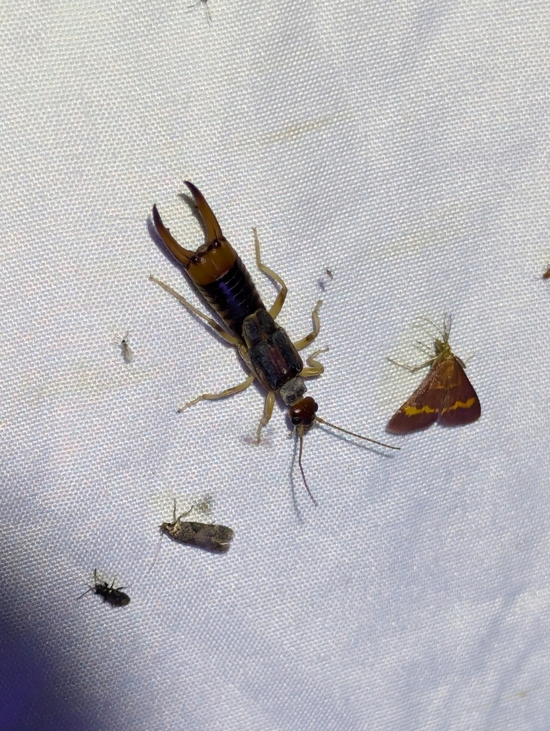 Shore Earwig from Del Rio, TX 78840, USA on October 5, 2024 at 11:01 PM ...