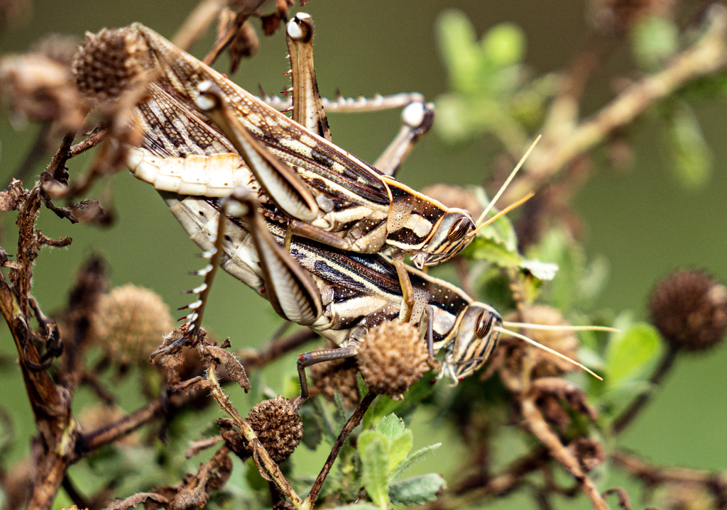 Brown‐spotted Locust from Dambulla, Sri Lanka on October 12, 2024 at 10 ...