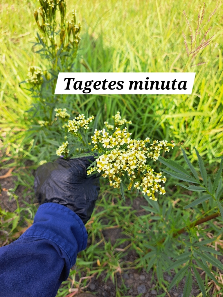 wild marigold from Gatton QLD 4343, Australia on October 15, 2024 at 07 ...