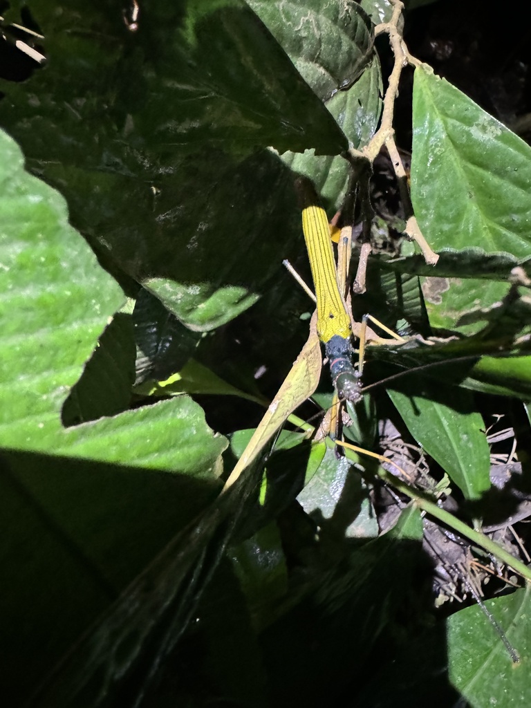 Calvisia flavopennis from 姆祿山國家公園, Pusat Mel Miri, 砂拉越, MY on October ...