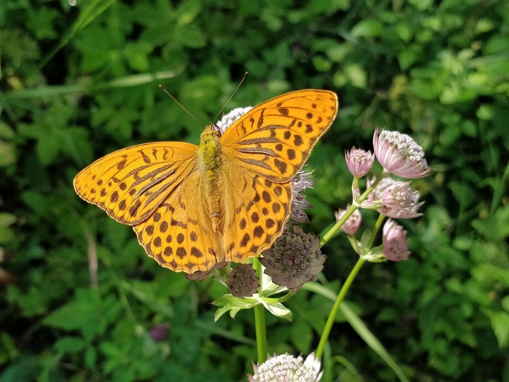Silver-washed Fritillary from Brasov, RO-BV, RO on July 15, 2018 at 10: ...