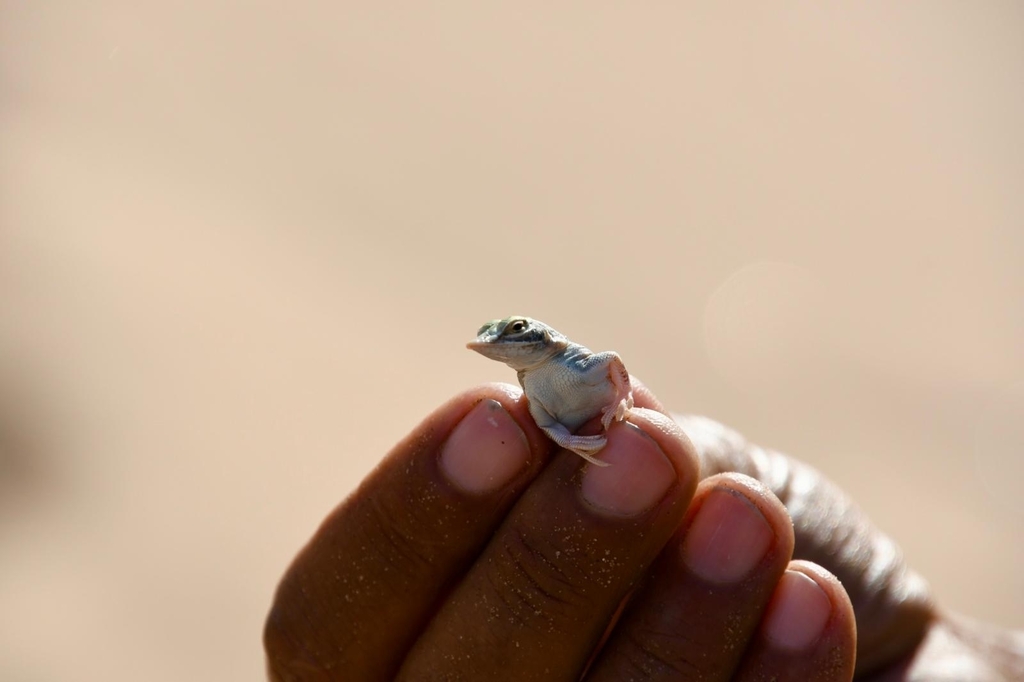Shovel-snouted Lizard from Erongo, Namibië on October 9, 2024 by ...