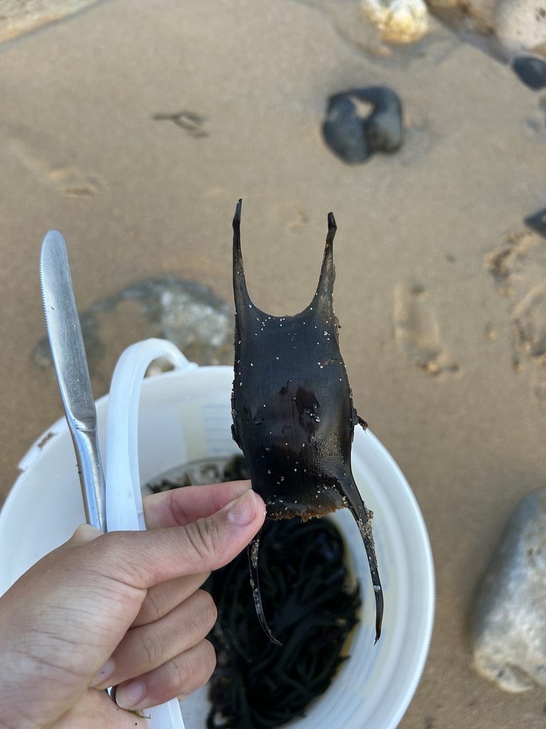 Undulate Skate in October 2024 by Mar Olimpio · iNaturalist