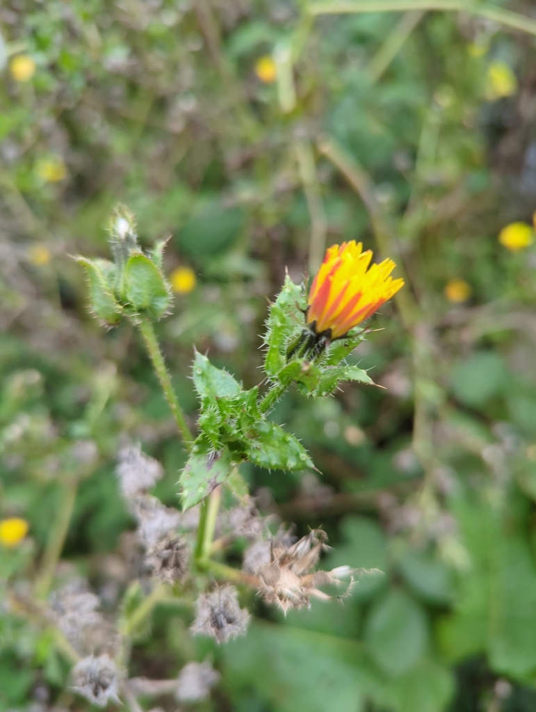 bristly oxtongue from Norwich NR1 1GP, UK on 15 October, 2024 at 10:43 ...