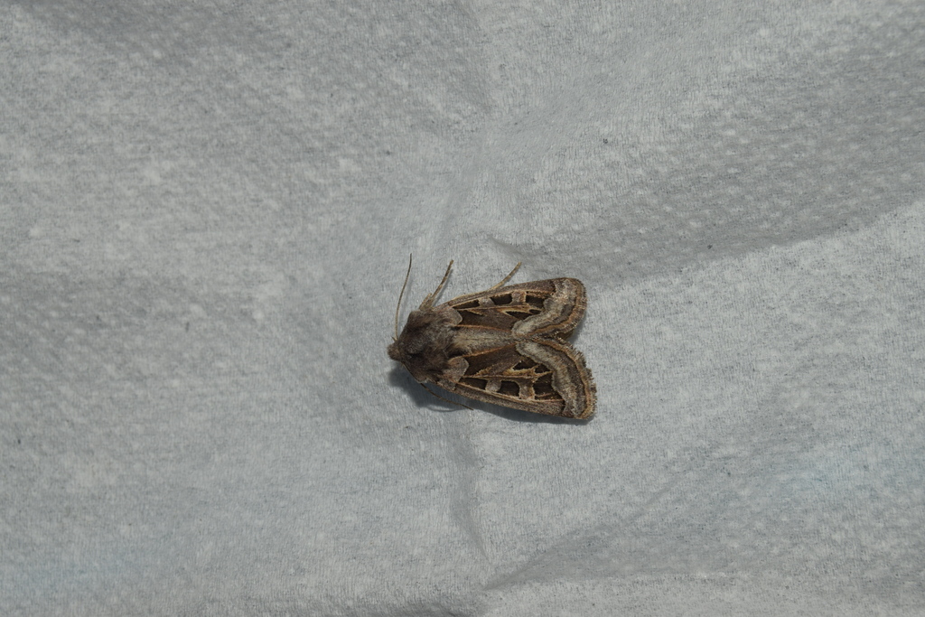 Episema glaucina from Comuna Satchinez, România on October 15, 2024 at ...