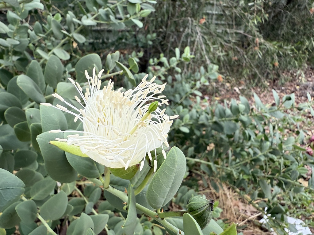 Something from Dixon Rd, Braitling, NT, AU on October 14, 2024 at 06:02 ...