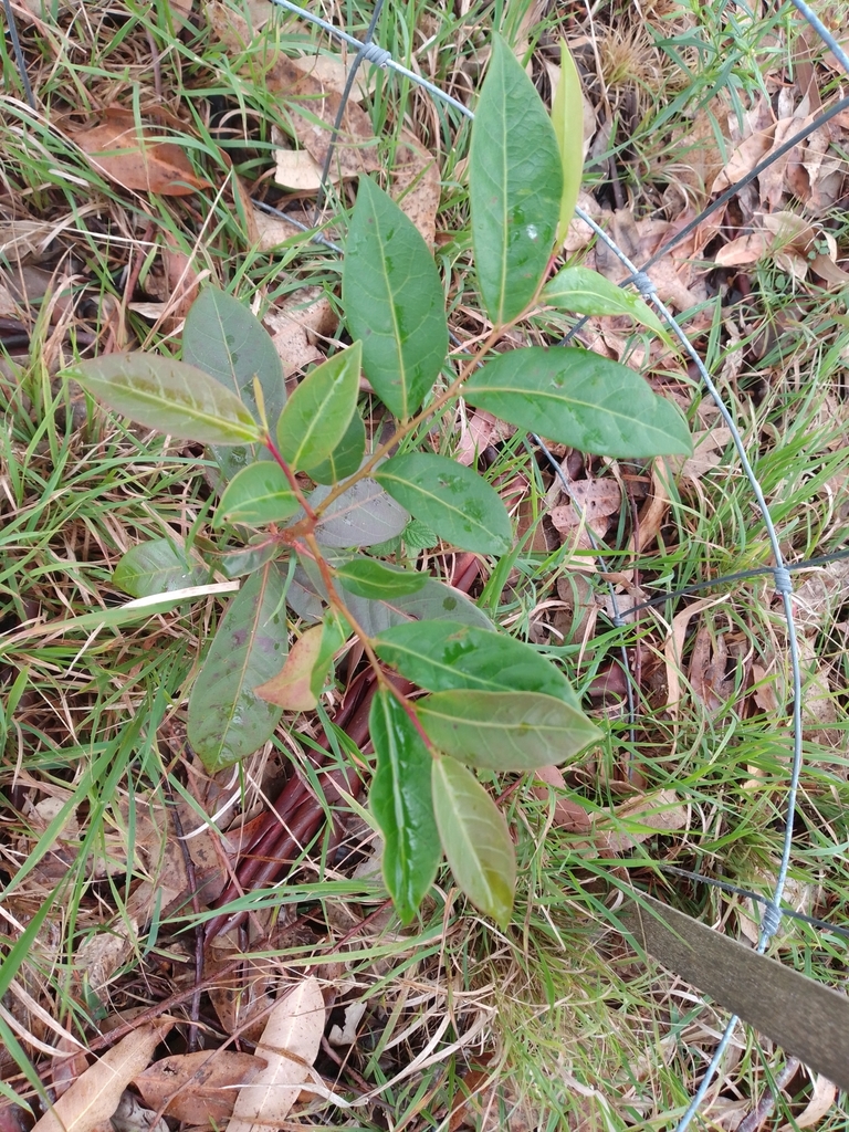 Cheese Tree from Paterson NSW 2421, Australia on October 15, 2024 at 12 ...