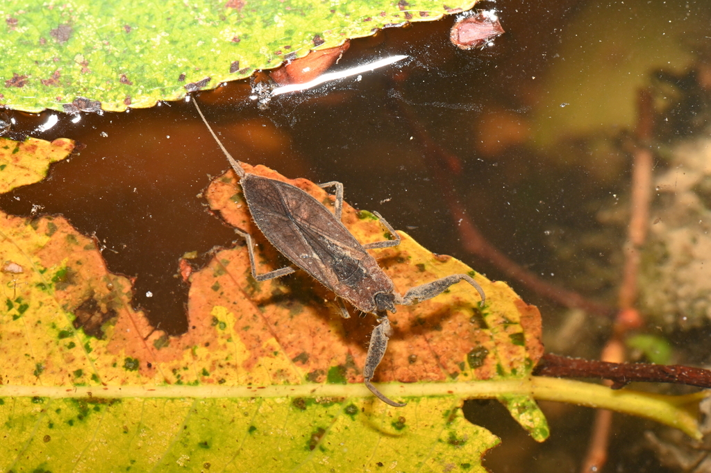 Laccotrephes maculatus in September 2022 by Kai-Wei Chan · iNaturalist