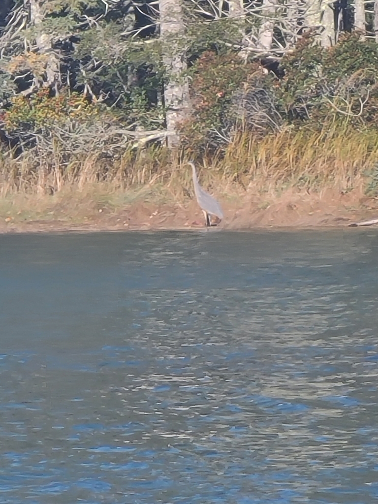 Great Blue Heron from Spruce Head, ME 04859, USA on October 15, 2024 at ...
