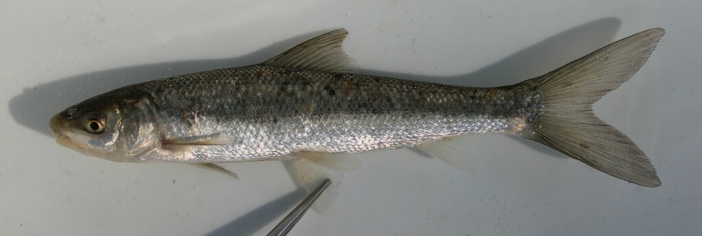 Moggel from Fezile Dabi District Municipality, South Africa on July 11 ...