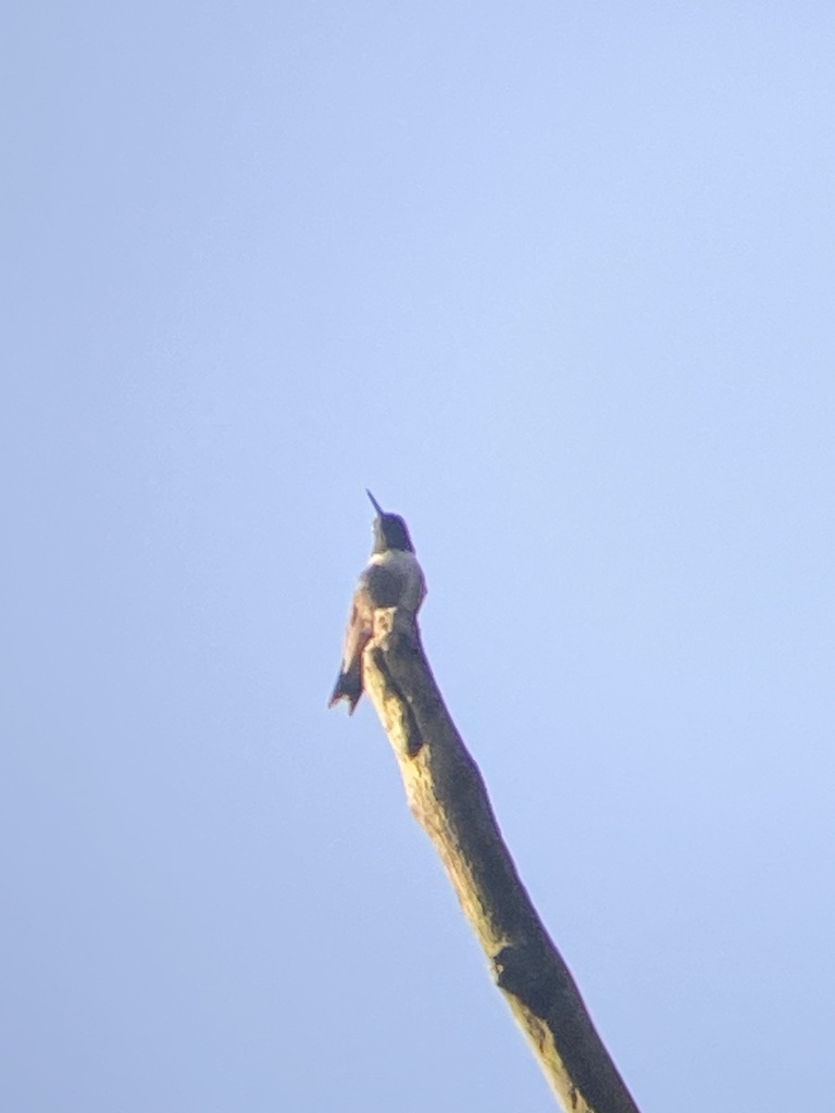 Ruby-throated Hummingbird from Poliforum Mier y Pesado., Orizaba, Ver ...