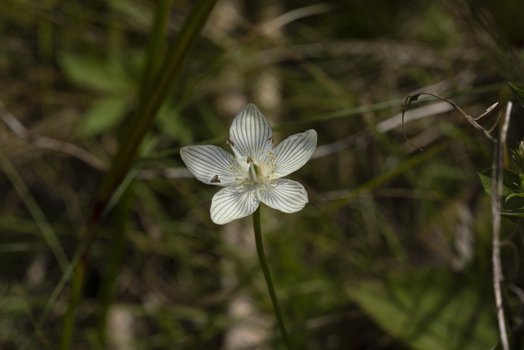 fen grass of Parnassus in September 2024 by Mark. Calcareous sloping ...