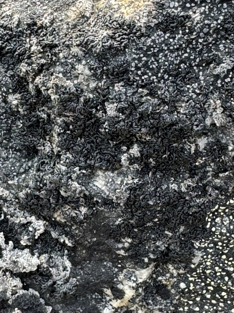 Rock Grub Lichens in July 2024 by breton · iNaturalist