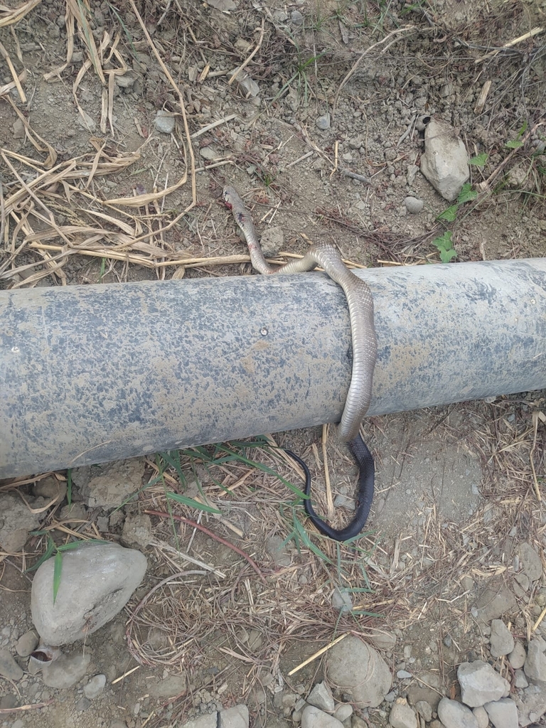Central American Indigo Snake from Taura, Ecuador on October 14, 2024 ...