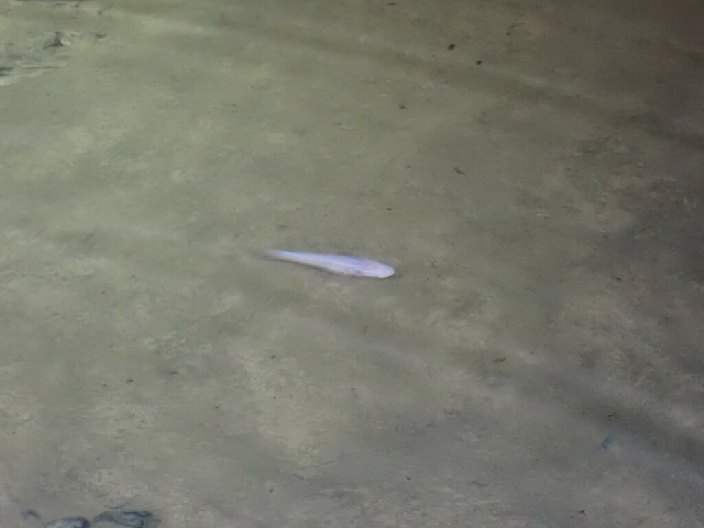 Northern Cavefish in September 2024 by Kurt Lewis Helf. Seen in pool in ...