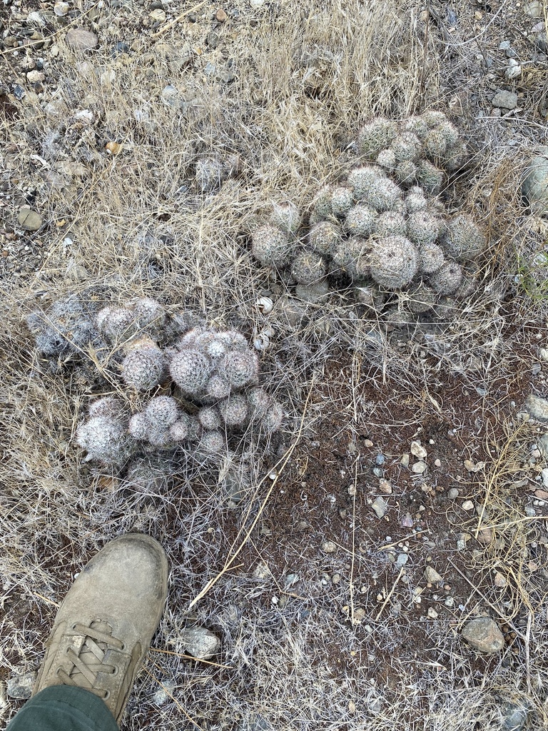 Peninsular fishhook cactus from Chula Vista, CA, US on October 15, 2024 ...