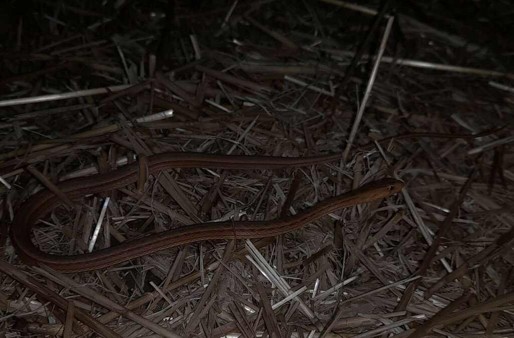 Keeled Sepia Snake from Itaberá - State of São Paulo, Brazil on October ...