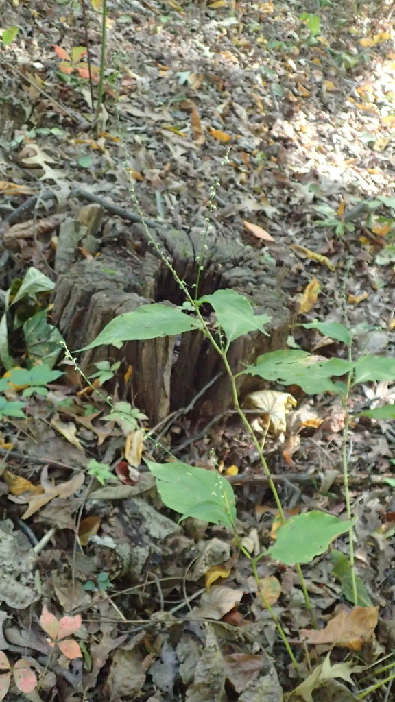 American jumpseed from Long Branch Nature Center & Park, 625 S Carlin ...