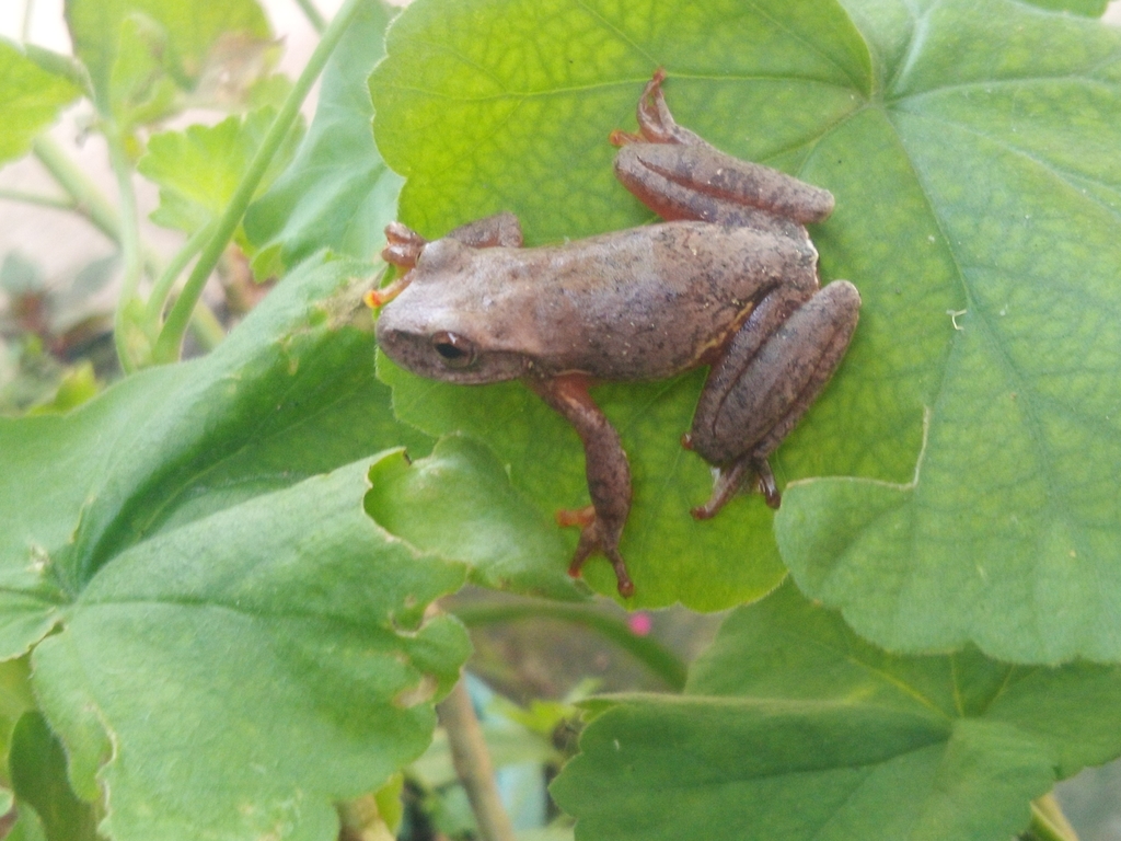 Copan Stream Frog in July 2019 by cascada El Limo · iNaturalist