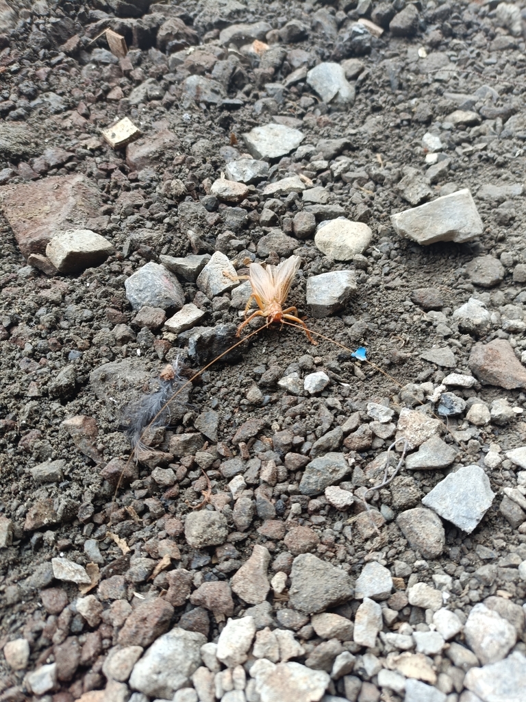 Australian raspy cricket from Unsworth Heights, Auckland 0632, New ...