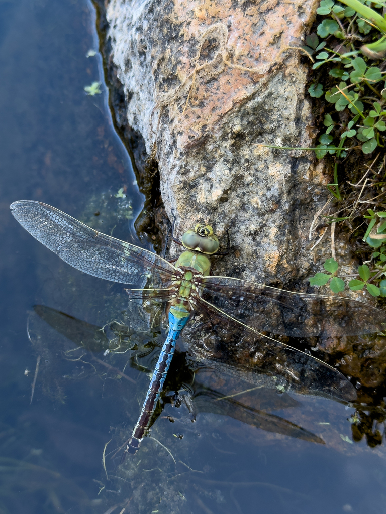 Common Green Darner from La Paz, B.C.S., México on October 7, 2024 at ...