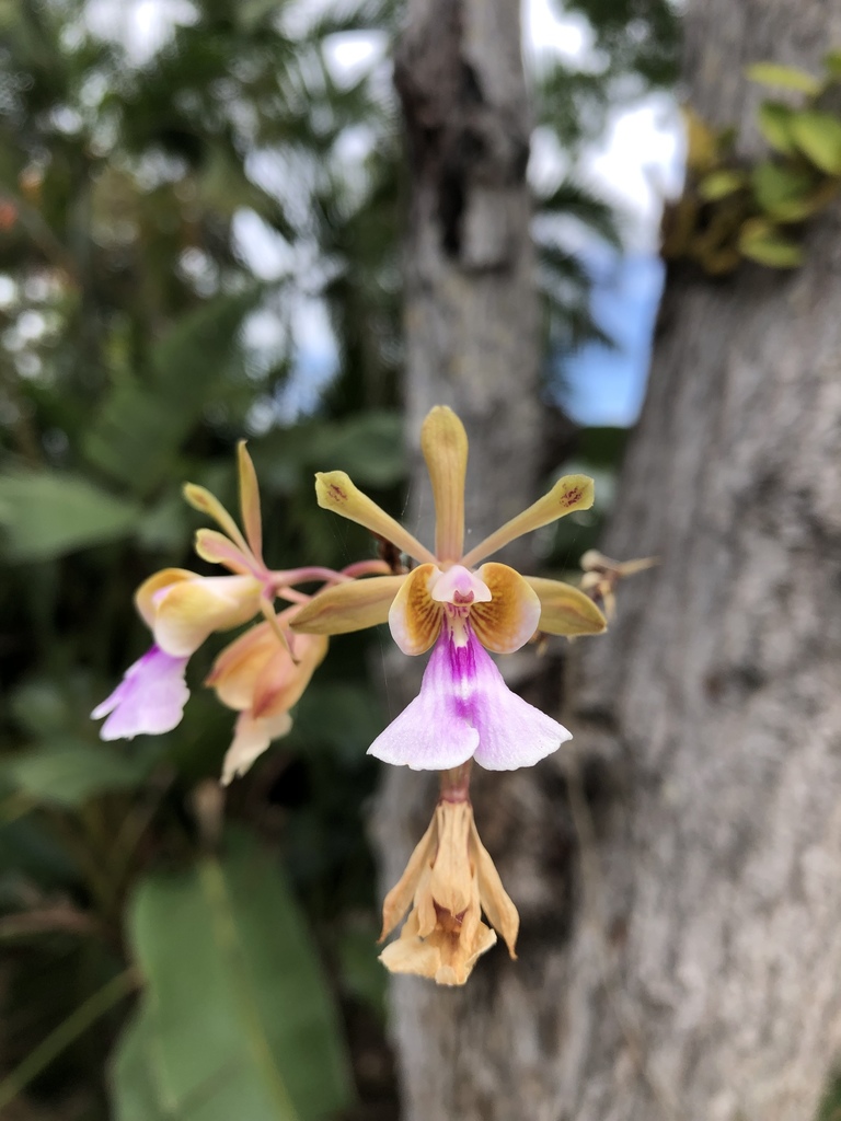island peacock orchid in July 2019 by Natalie Queally · iNaturalist