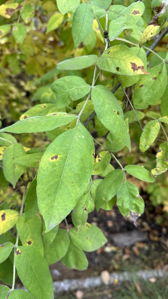 Oregon Ash from Elderberry Loop, Springfield, OR, US on October 15 ...
