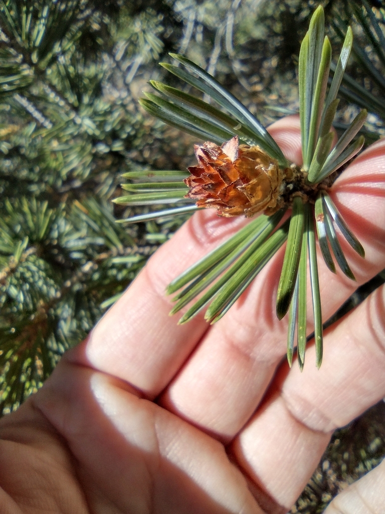 Parry pinyon from Mt Laguna, CA 91948, USA on October 15, 2024 at 02:41 ...