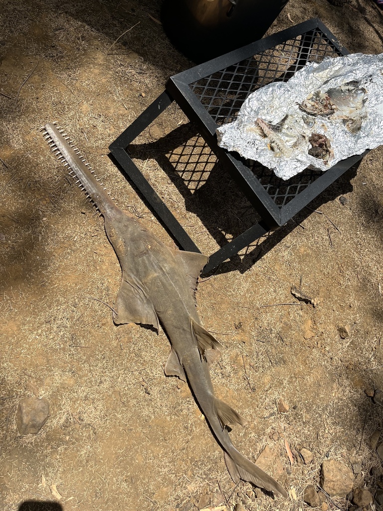 Common Sawfish from Never Never Ward, Elsey, NT, AU on September 24 ...