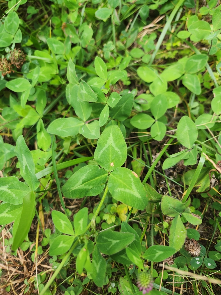 Red Clover from 3210 Kawaguchi, Fujikawaguchiko, Minamitsuru District, Yamanashi 401-0304, Japan ...