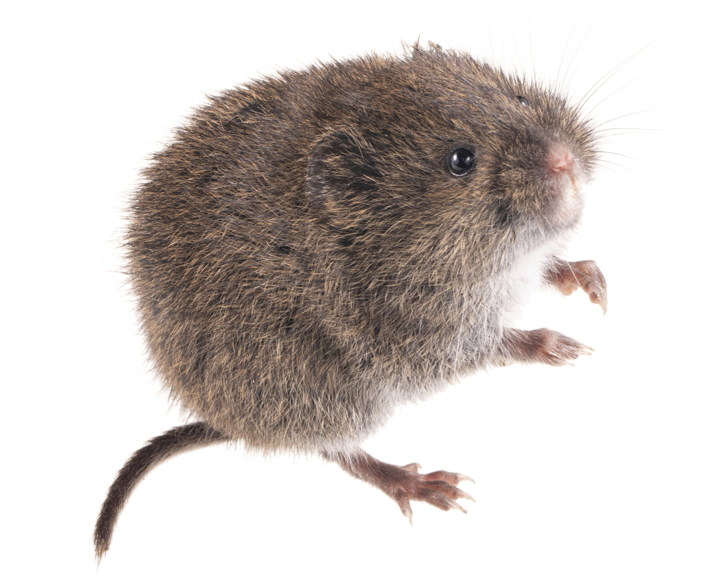Montane Vole from Nevada County, CA, USA on September 21, 2024 at 07:38 ...