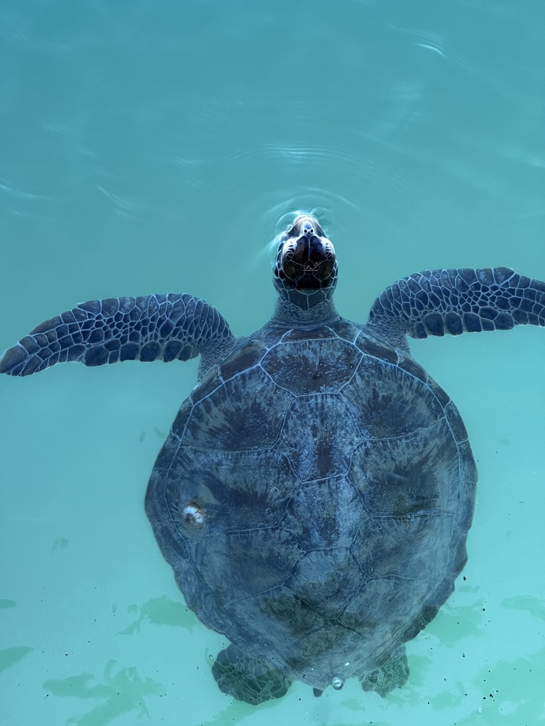 Green Sea Turtle in October 2024 by Peter Walton · iNaturalist
