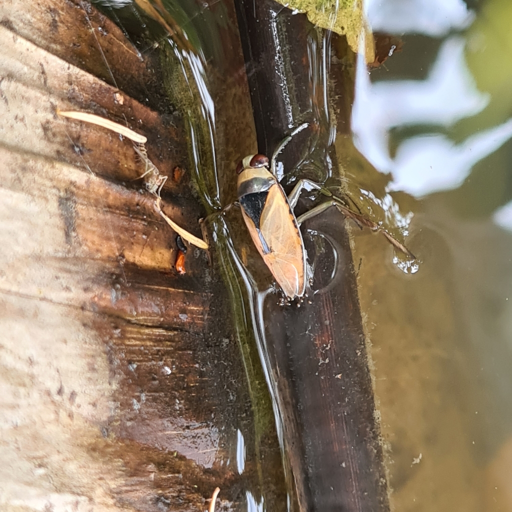 Eurasian Greater Water Boatman from Heistern - Langerwehe, 52379 ...