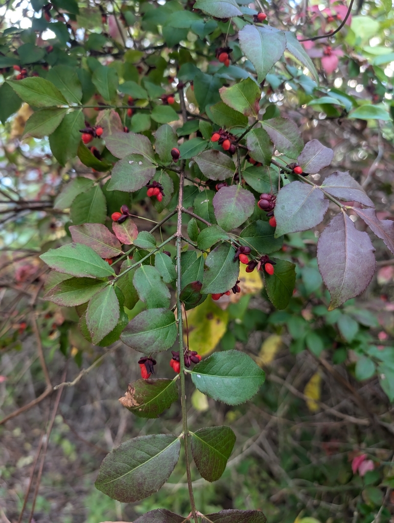 winged euonymus from Menemsha, Chilmark, MA 02535, USA on October 15 ...